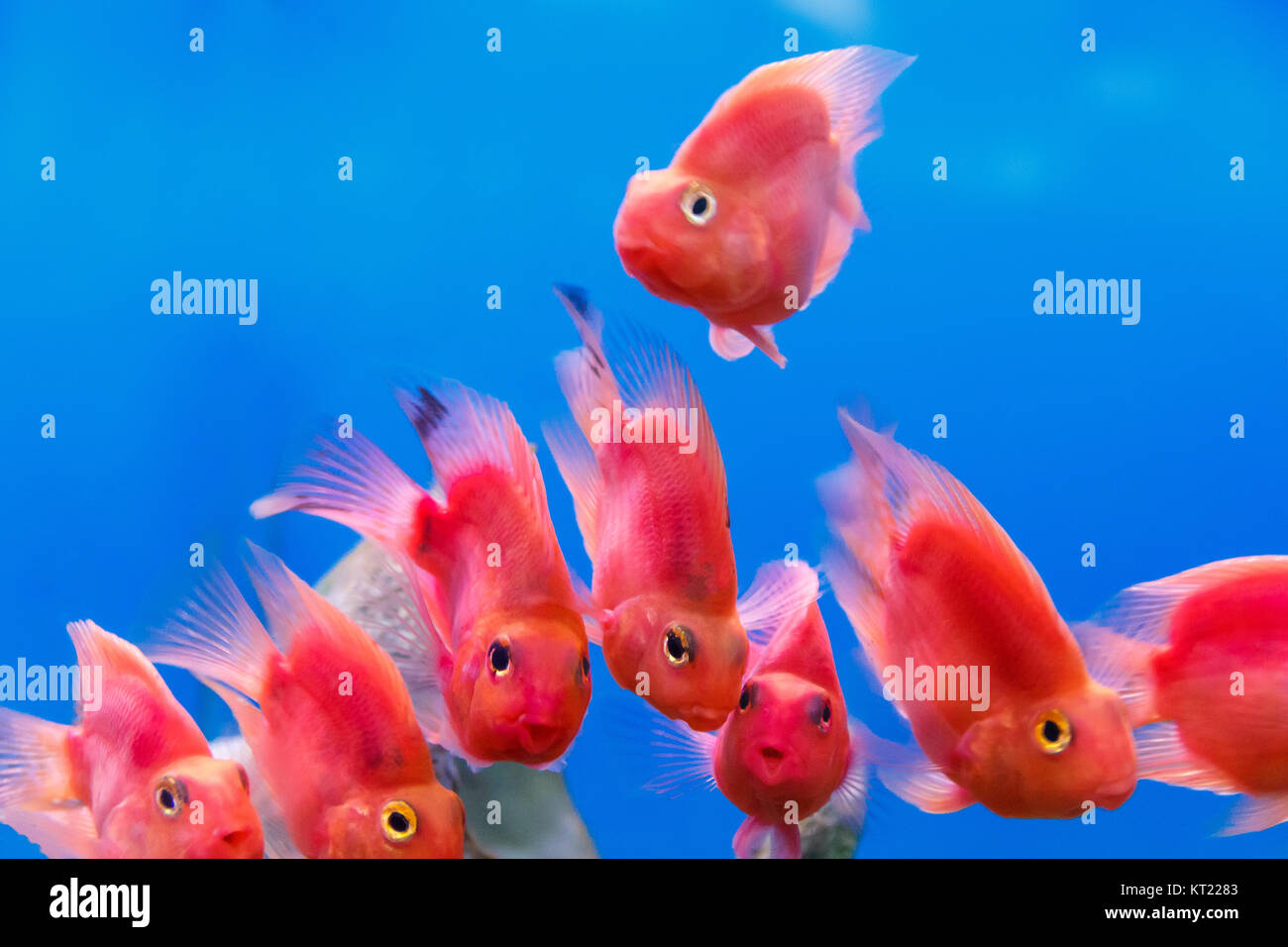 Group of red parrot cichlid Stock Photo - Alamy