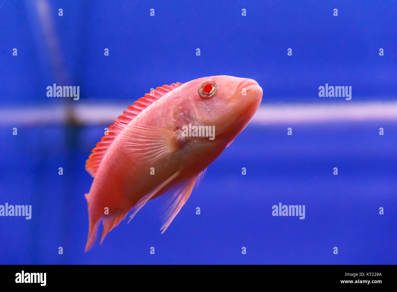 one red fish swimming Stock Photo - Alamy