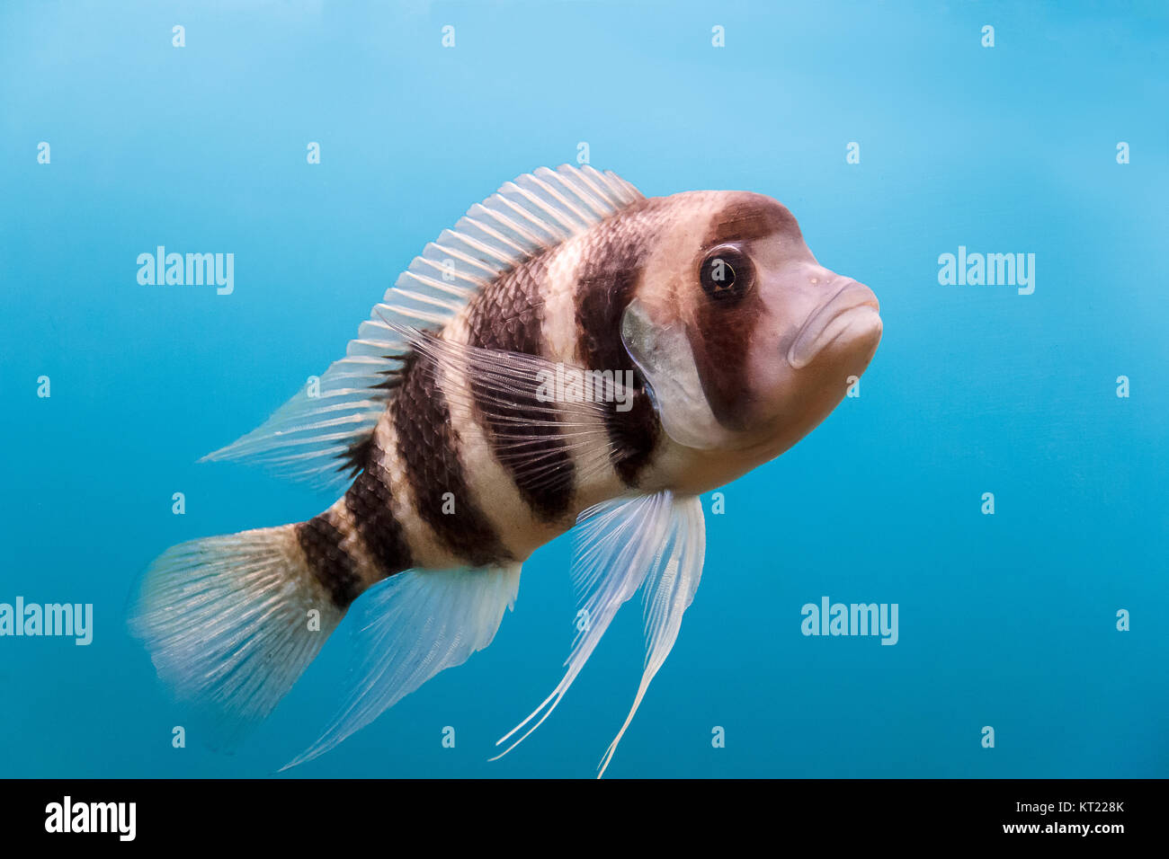 Frontosa fish with stripes in the water Stock Photo - Alamy