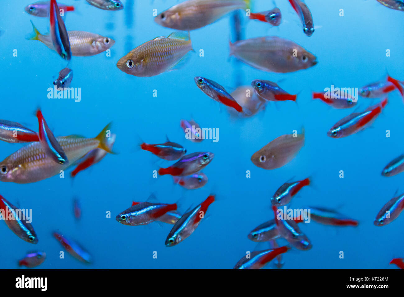 Little Fishes High Resolution Stock Photography and Images - Alamy