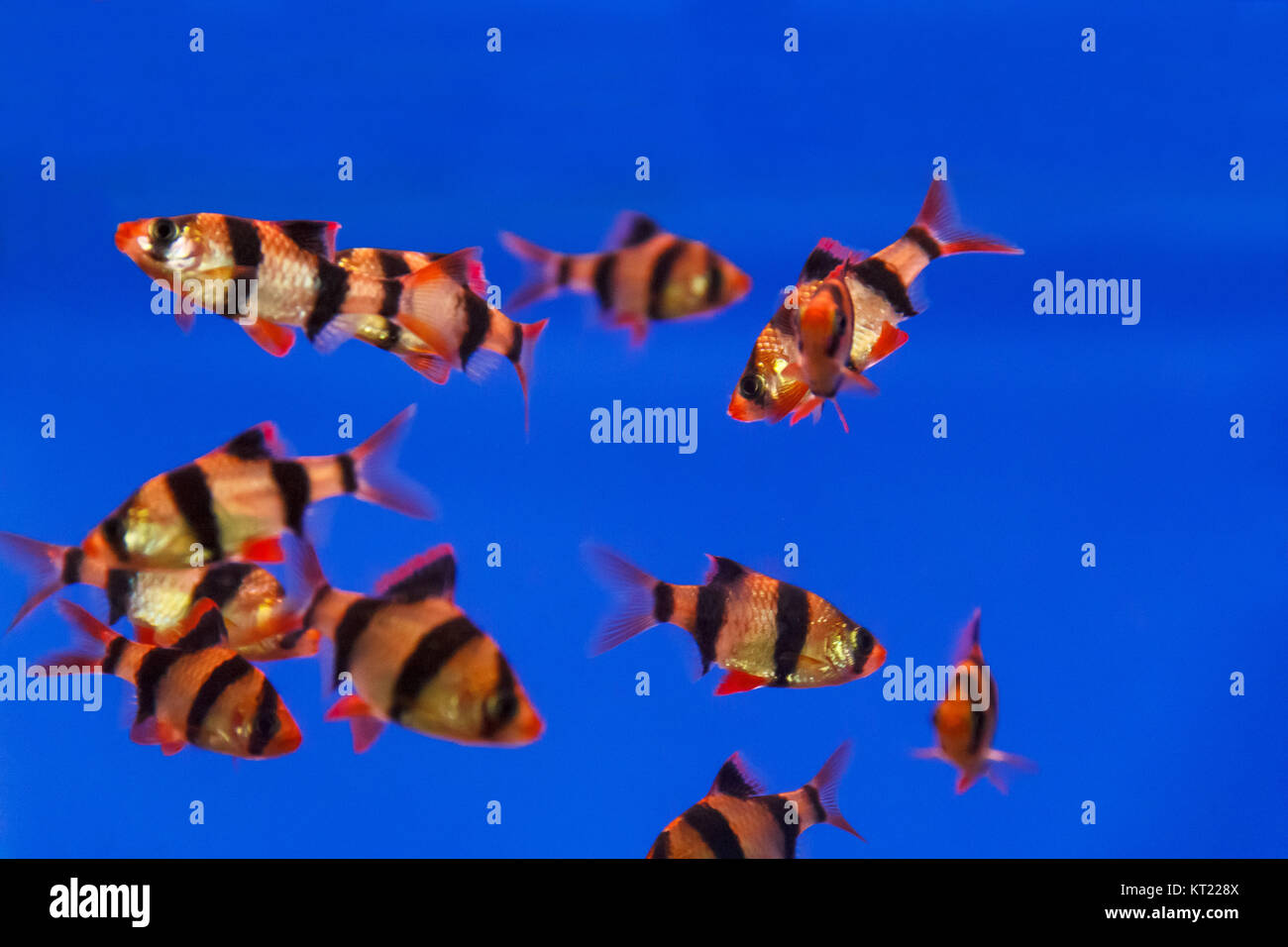 Group of aquarium fishes Stock Photo - Alamy