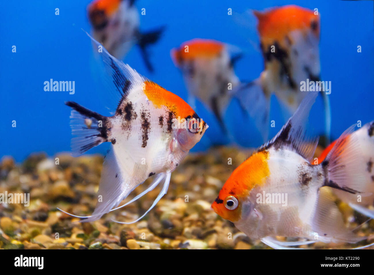 Several triangle shaped scalare fishes Stock Photo - Alamy
