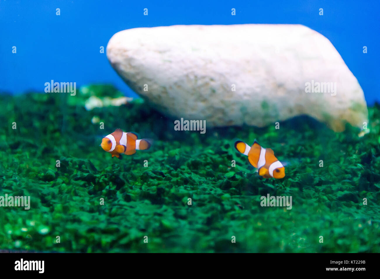 Two fishes swimming in aquarium Stock Photo - Alamy