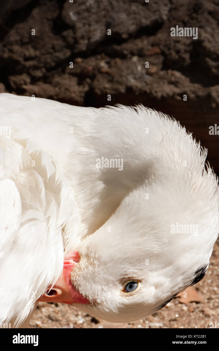 Shy goose hi-res stock photography and images - Alamy