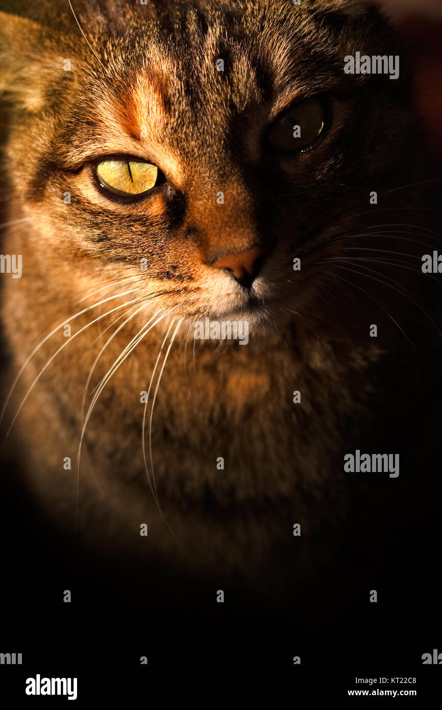 The mysterious cat hi-res stock photography and images - Alamy