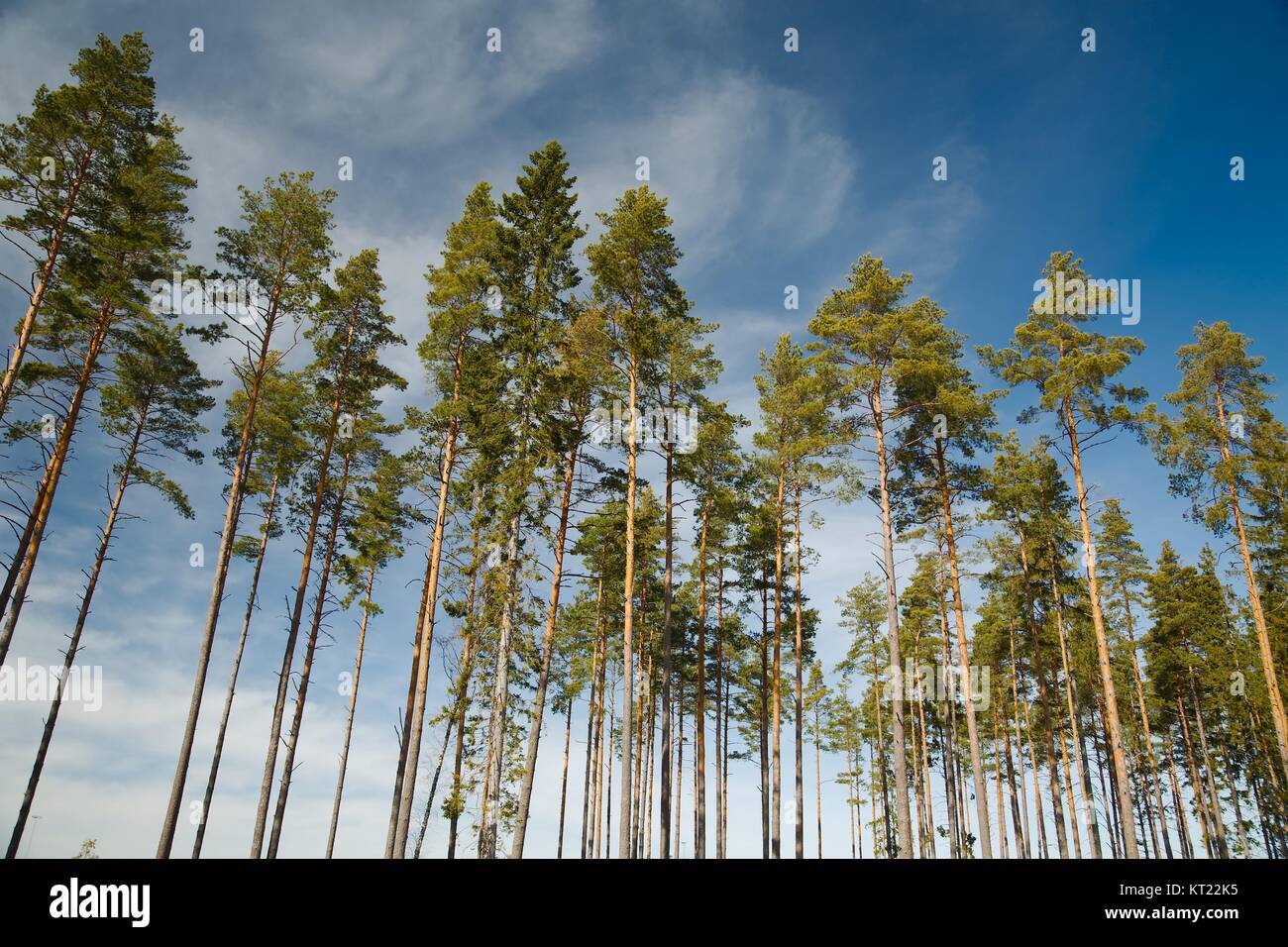Tall trees stand hi-res stock photography and images - Alamy