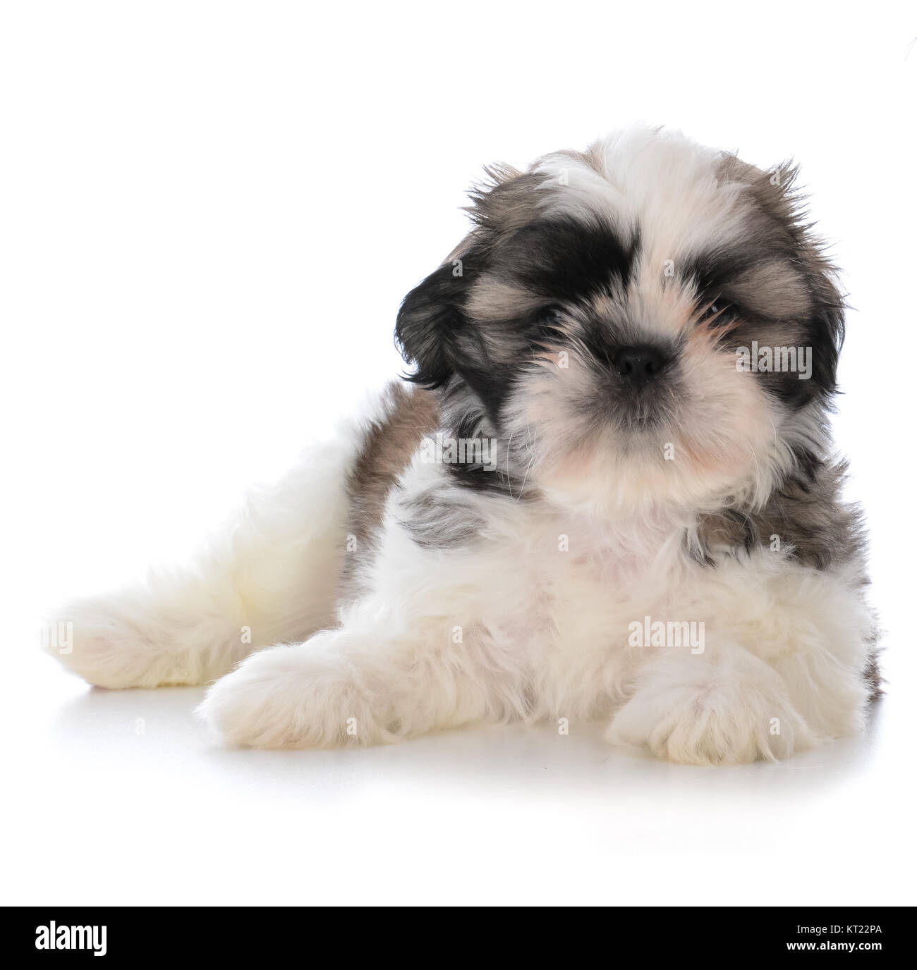 cute male shih tzu puppy laying down on white background Stock Photo ...