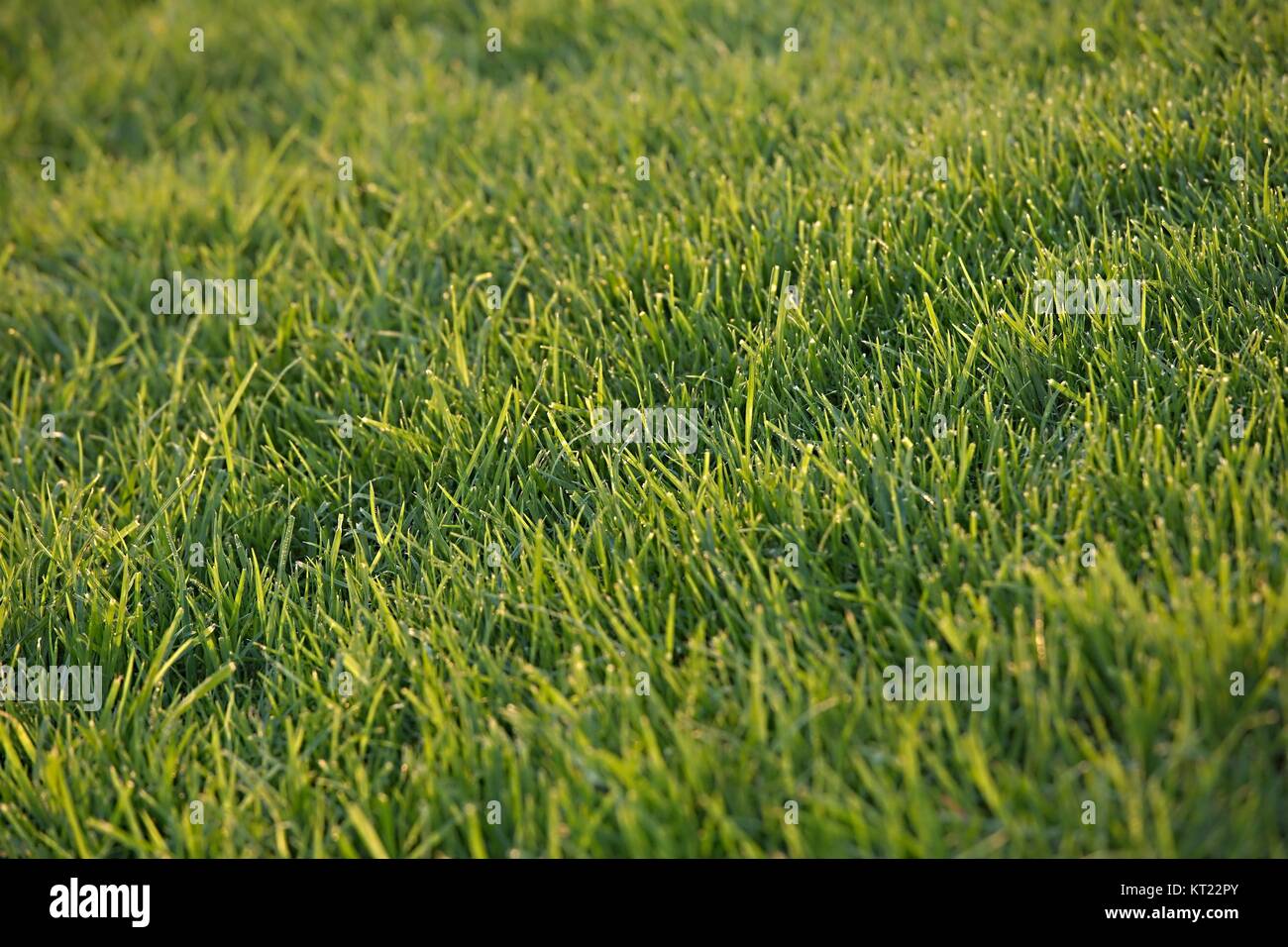 Green Grass Field Stock Photo - Alamy