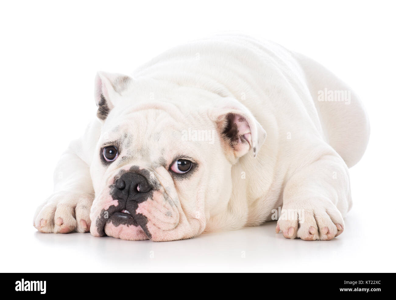 male bulldog laying down on white background Stock Photo - Alamy