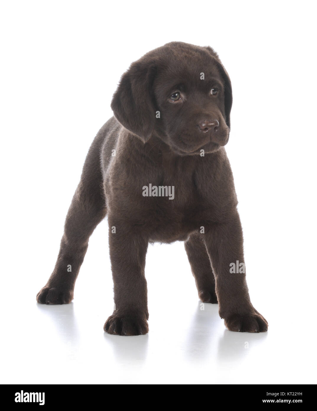 female chocolate labrador retriever puppy standing on white background ...
