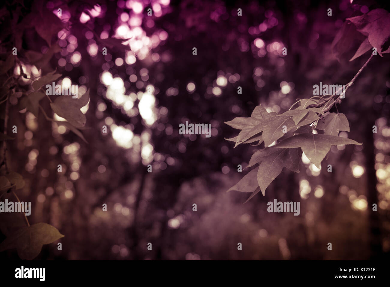 green maple leaves. tree in forest. nature background in spring Stock ...