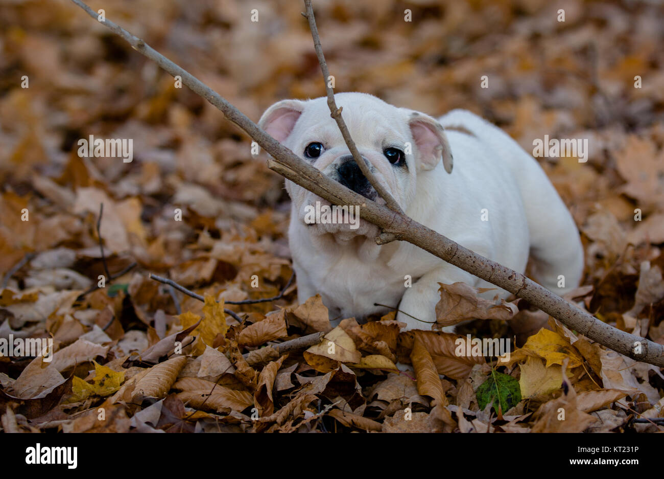 bulldog puppy playing outside in the autumn leaves Stock Photo - Alamy