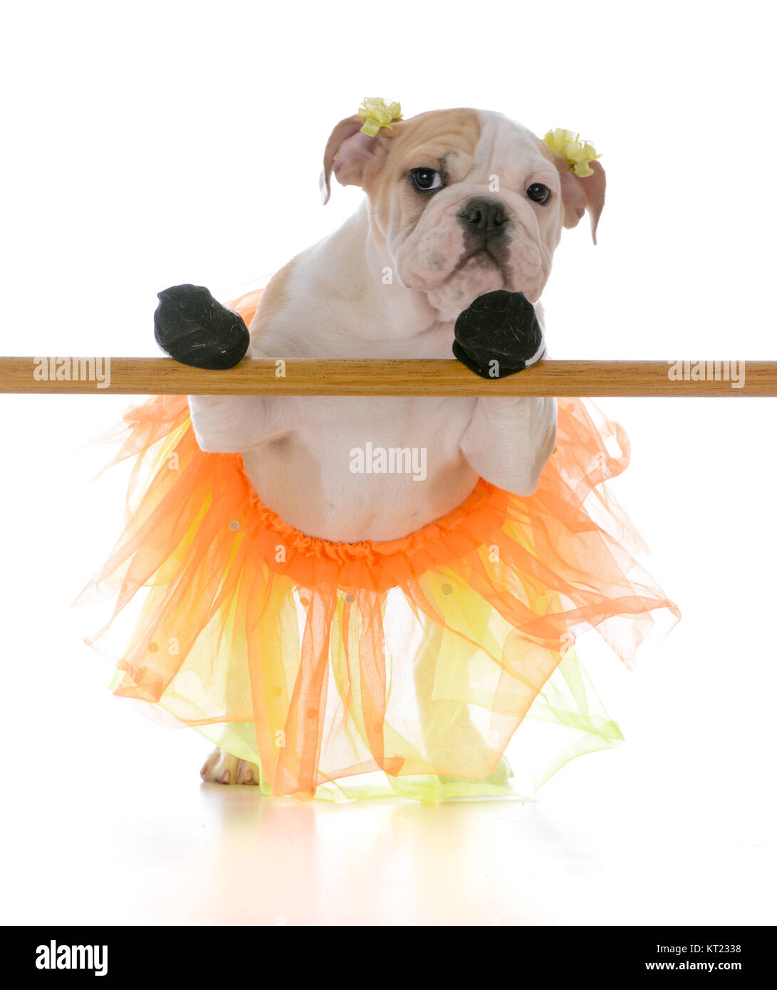 bulldog wearing tutu doing ballet on white background Stock Photo - Alamy