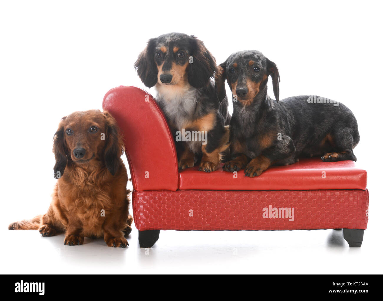 Weenie Dog Chewing Couch