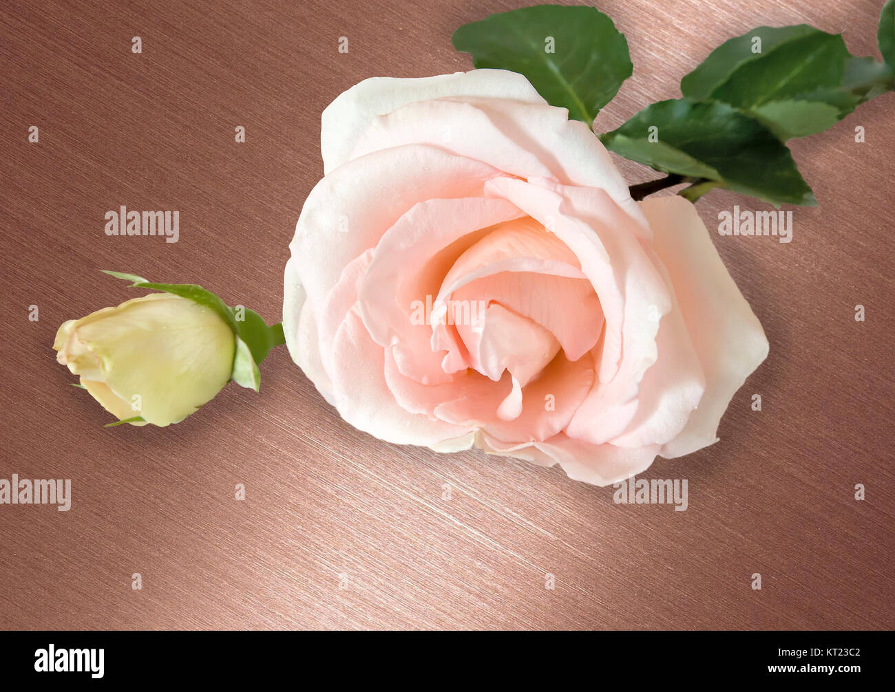 Largely pale hi-res stock photography and images - Alamy