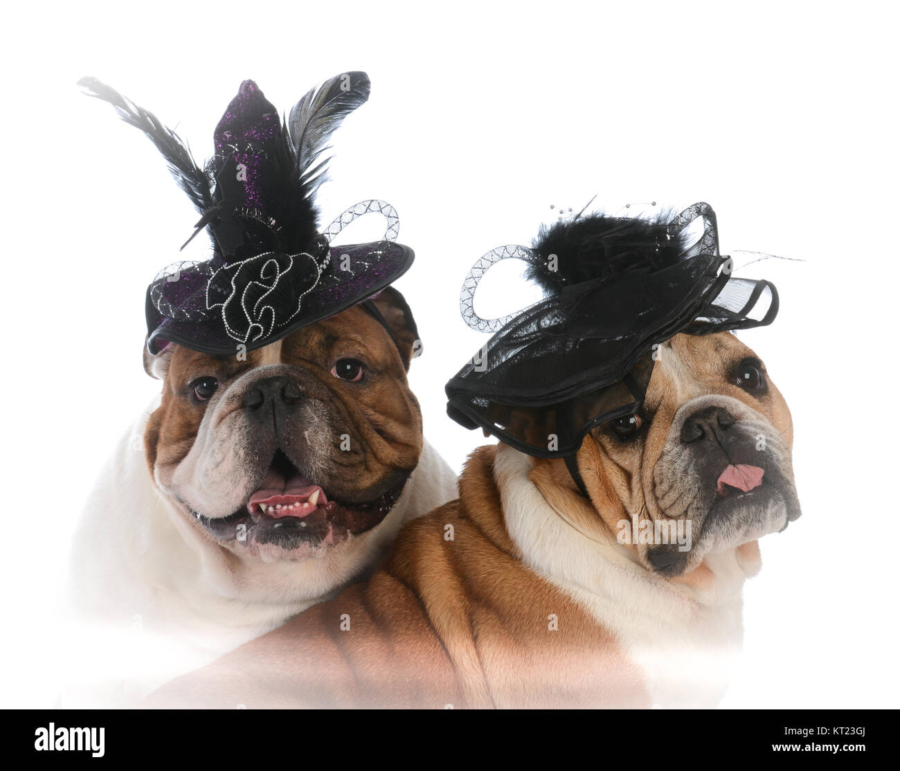 two bulldogs wearing fancy hats on white background Stock Photo - Alamy