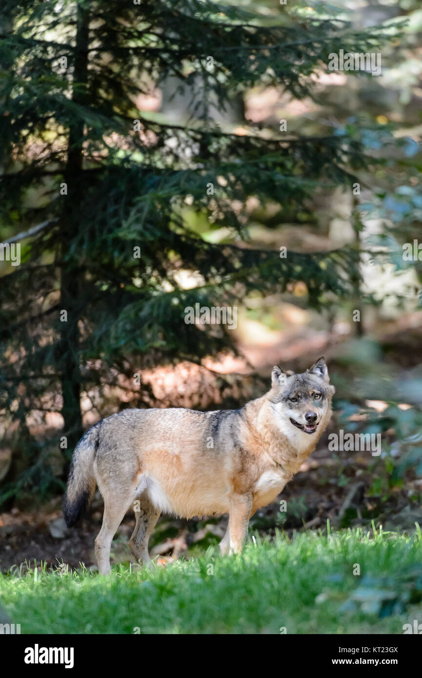 wolf in the woods Stock Photo - Alamy