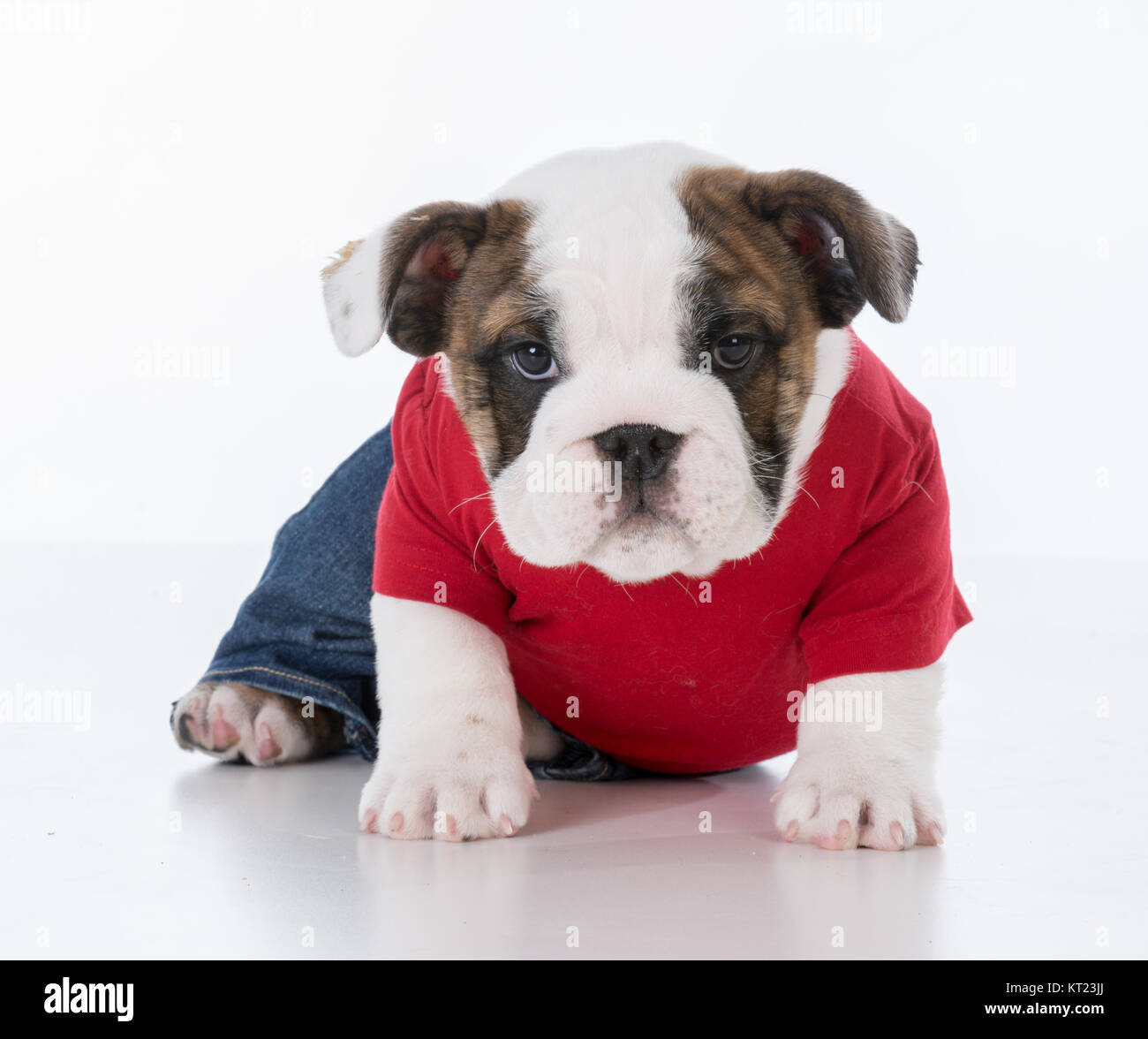 cute bulldog puppy wearing jeans and red shirt Stock Photo - Alamy