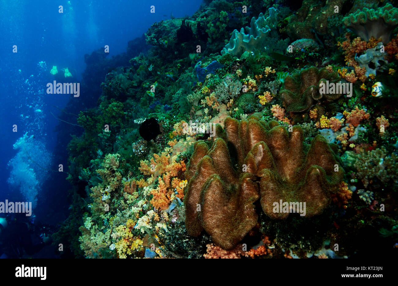 CORAL REEF, BUNAKEN NATIONAL MARINE PARK, BUNAKAN ISLAND SULAWESI ...
