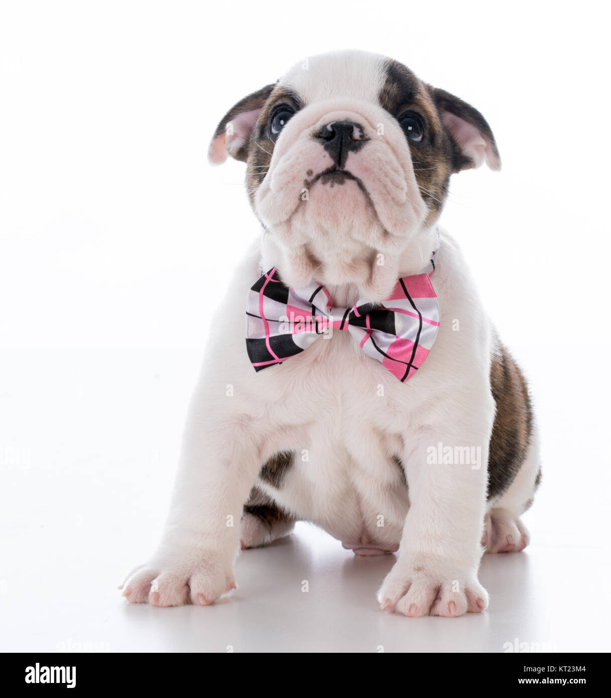 adorable male bulldog puppy on white background Stock Photo - Alamy
