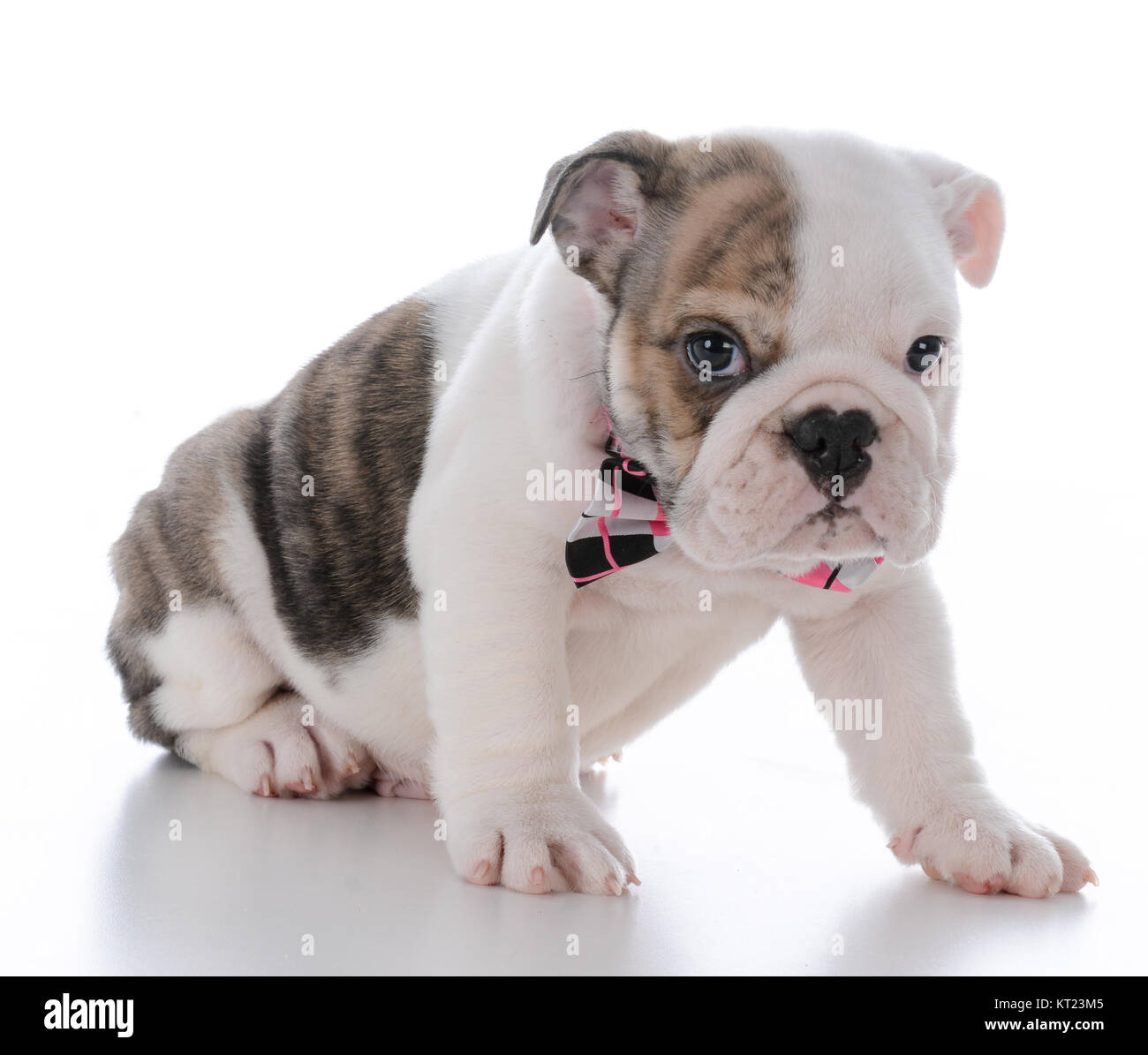 adorable male bulldog puppy on white background Stock Photo - Alamy