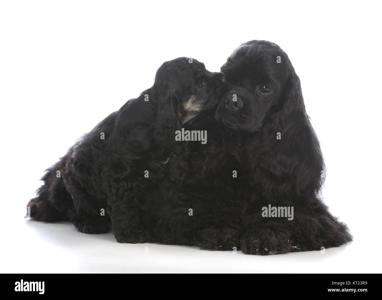 mother and daughter cocker spaniel dogs on white background Stock Photo ...