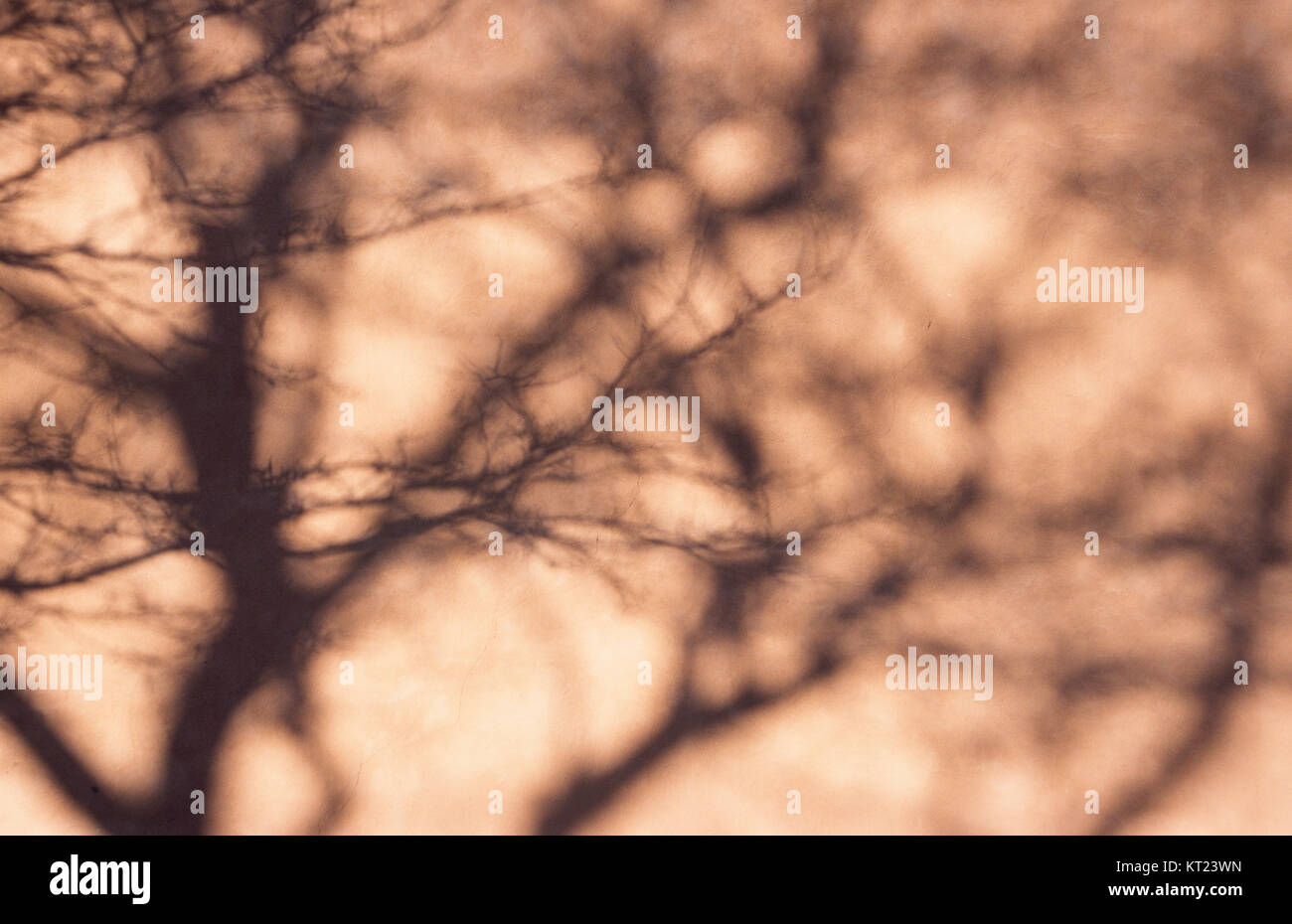 Abstract light tree shadows hi-res stock photography and images - Alamy