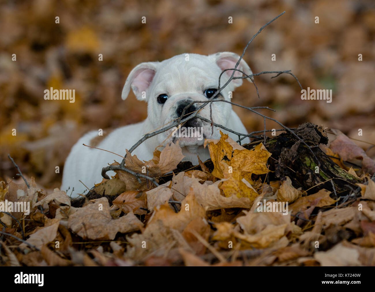 bulldog puppy playing outside in the autumn leaves Stock Photo - Alamy