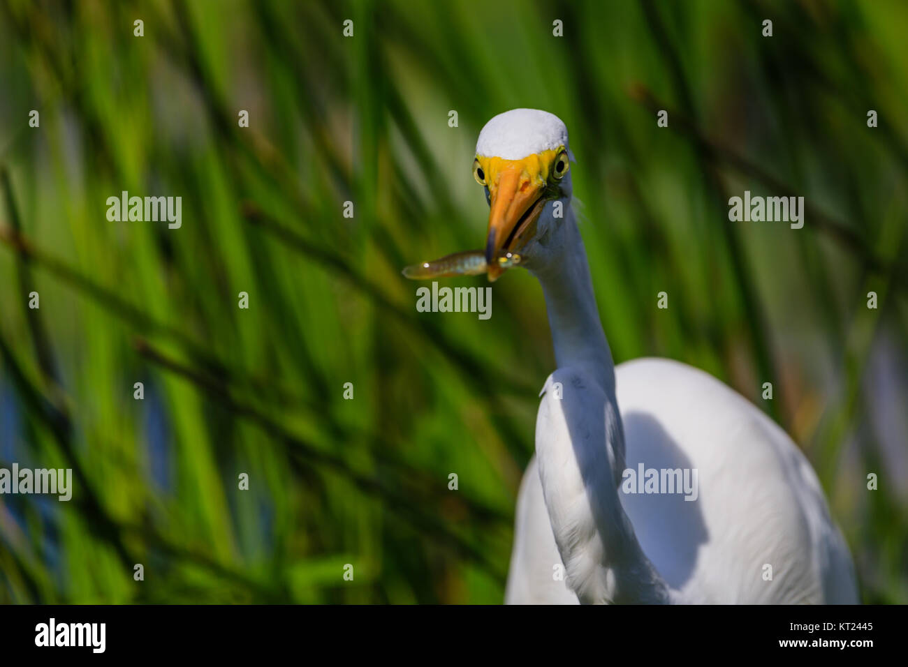 A Great Egret with a small fish in its beak at Everglades National Park ...