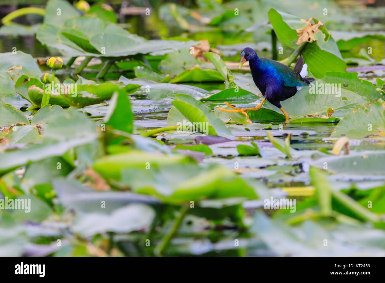 A male Purple Gallinule walking on lily pads in the swamp at Everglades ...