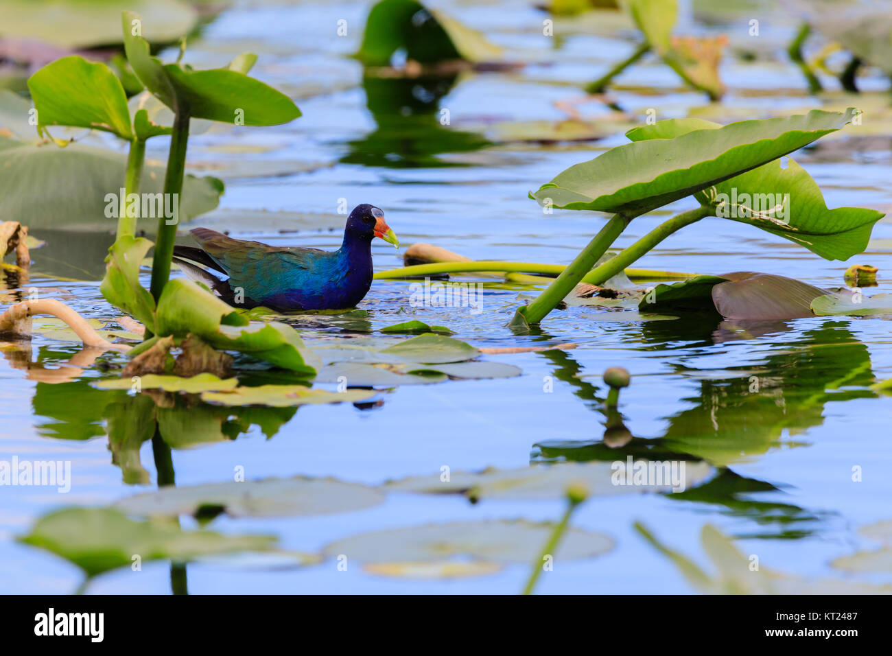 A male Purple Gallinule walking on lily pads in the swamp at Everglades ...