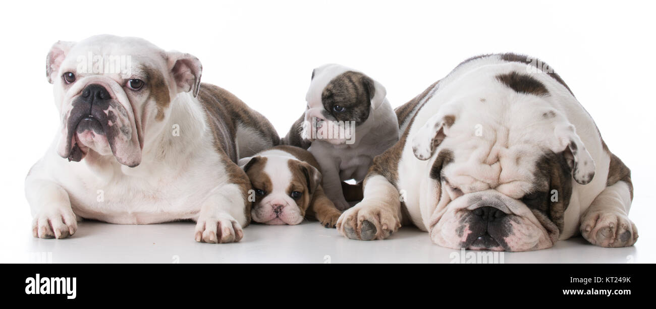 bulldog mother and father with their puppies Stock Photo - Alamy