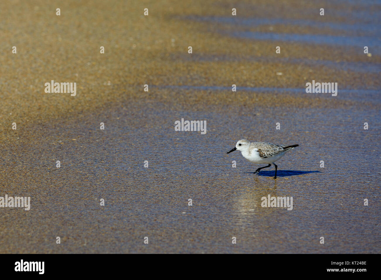 A small Sanderling walks the beach of Fort Lauderdale, Florida looking ...
