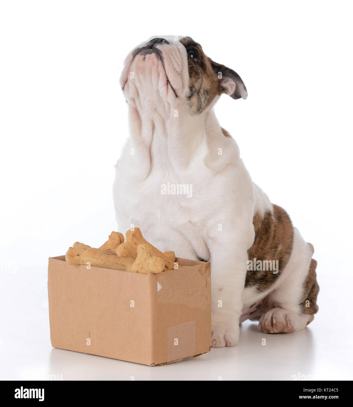 bulldog puppy with a cardboard box full of bones Stock Photo - Alamy