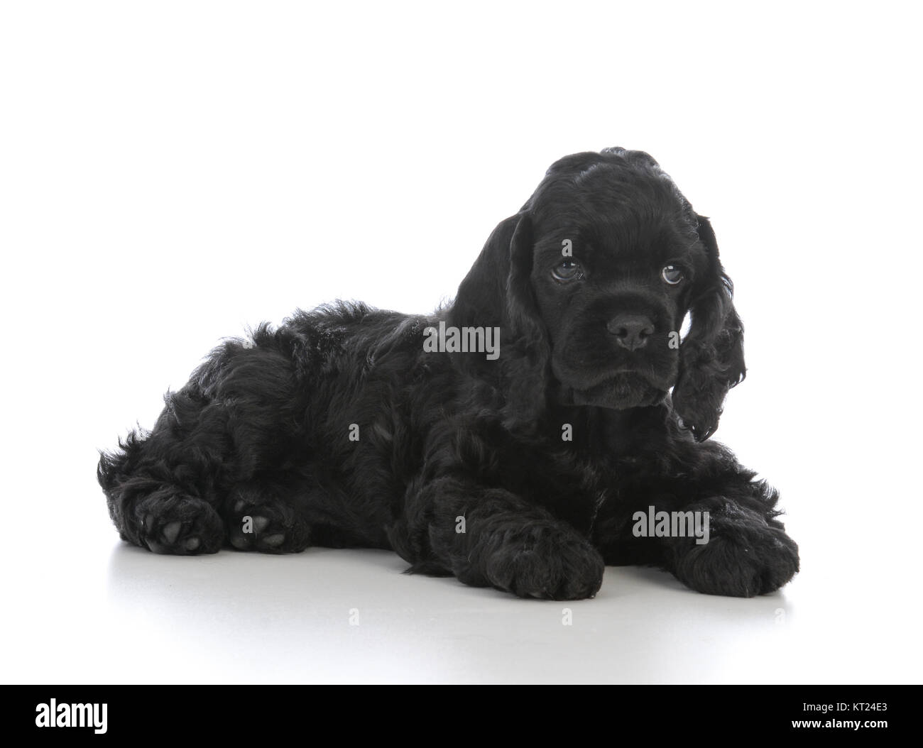 american cocker spaniel puppy laying down on white background Stock ...