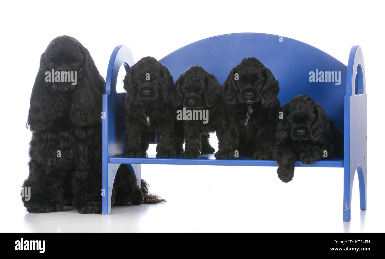 Mother puppy Cut Out Stock Images & Pictures - Alamy