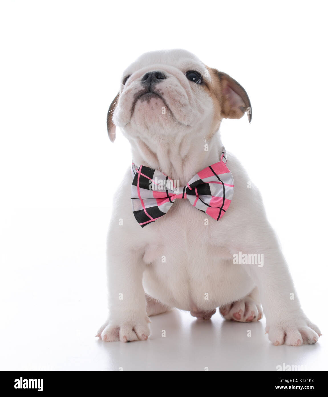 adorable male bulldog puppy on white background Stock Photo - Alamy