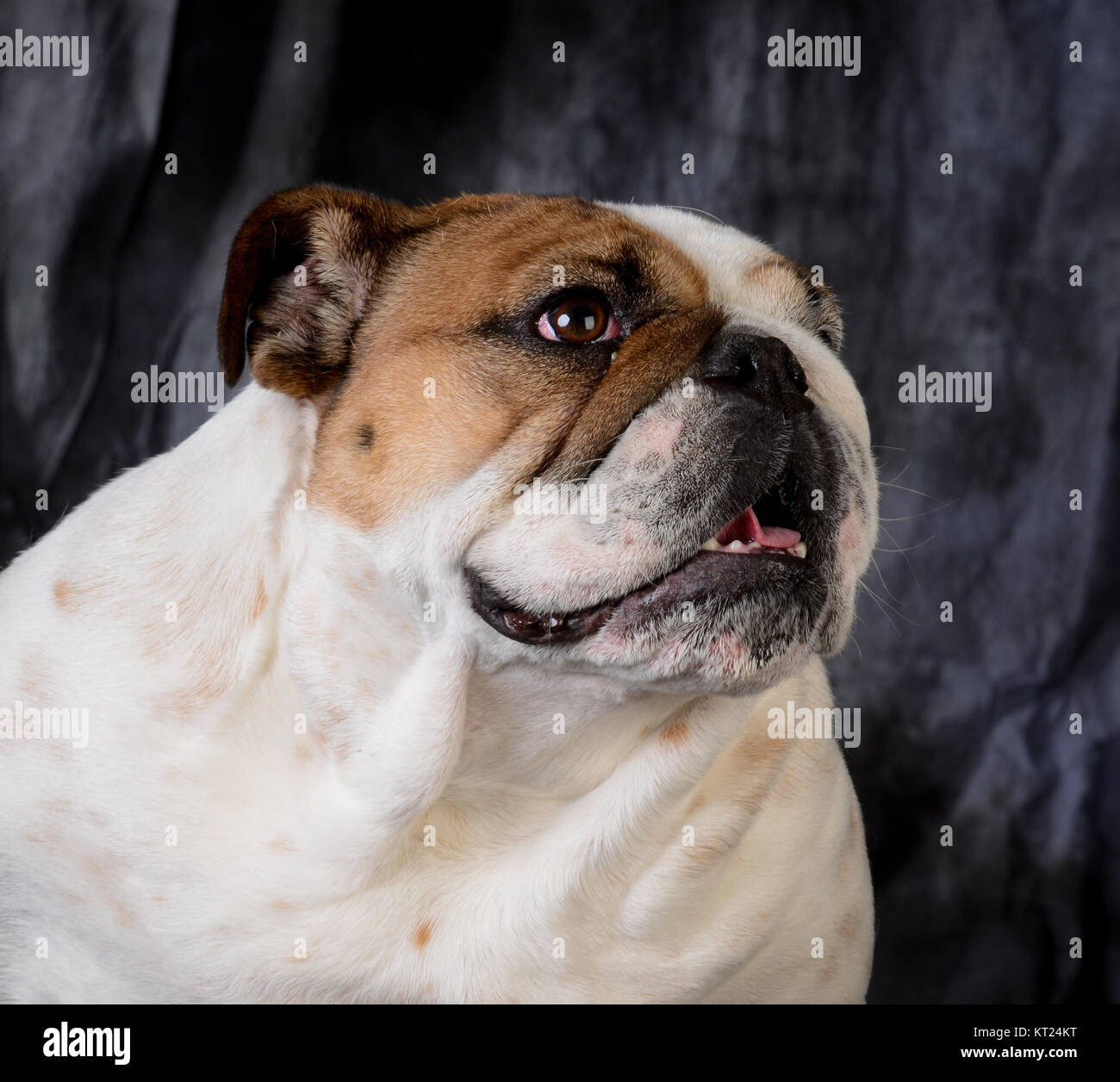 portrait of english bulldog Stock Photo - Alamy