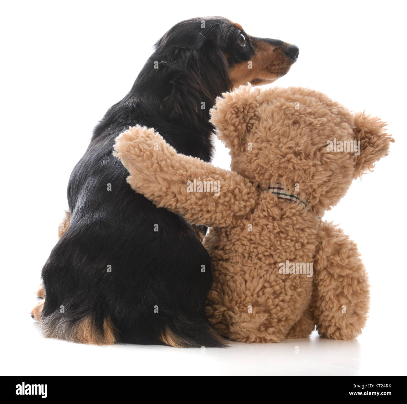dog sitting with a teddy bear that has arm wrapped around him Stock ...