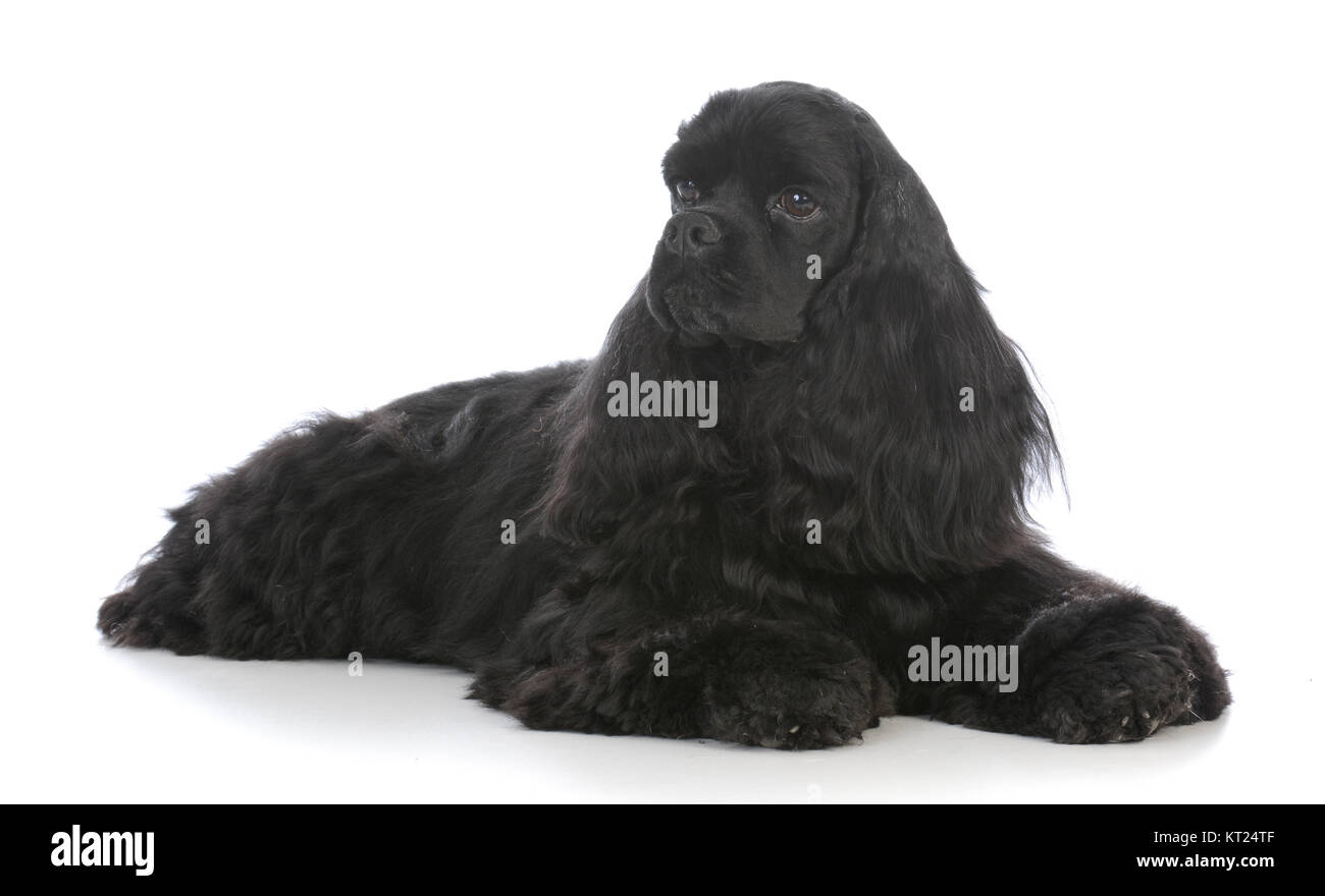 beautiful black female american cocker spaniel Stock Photo - Alamy