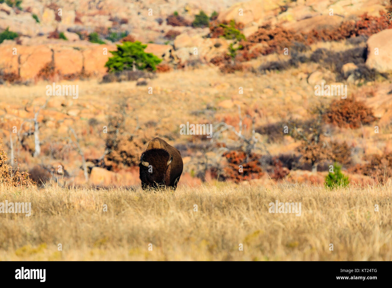 Bison roam wild withing the Wichita Mountains National Wildlife Refuge ...