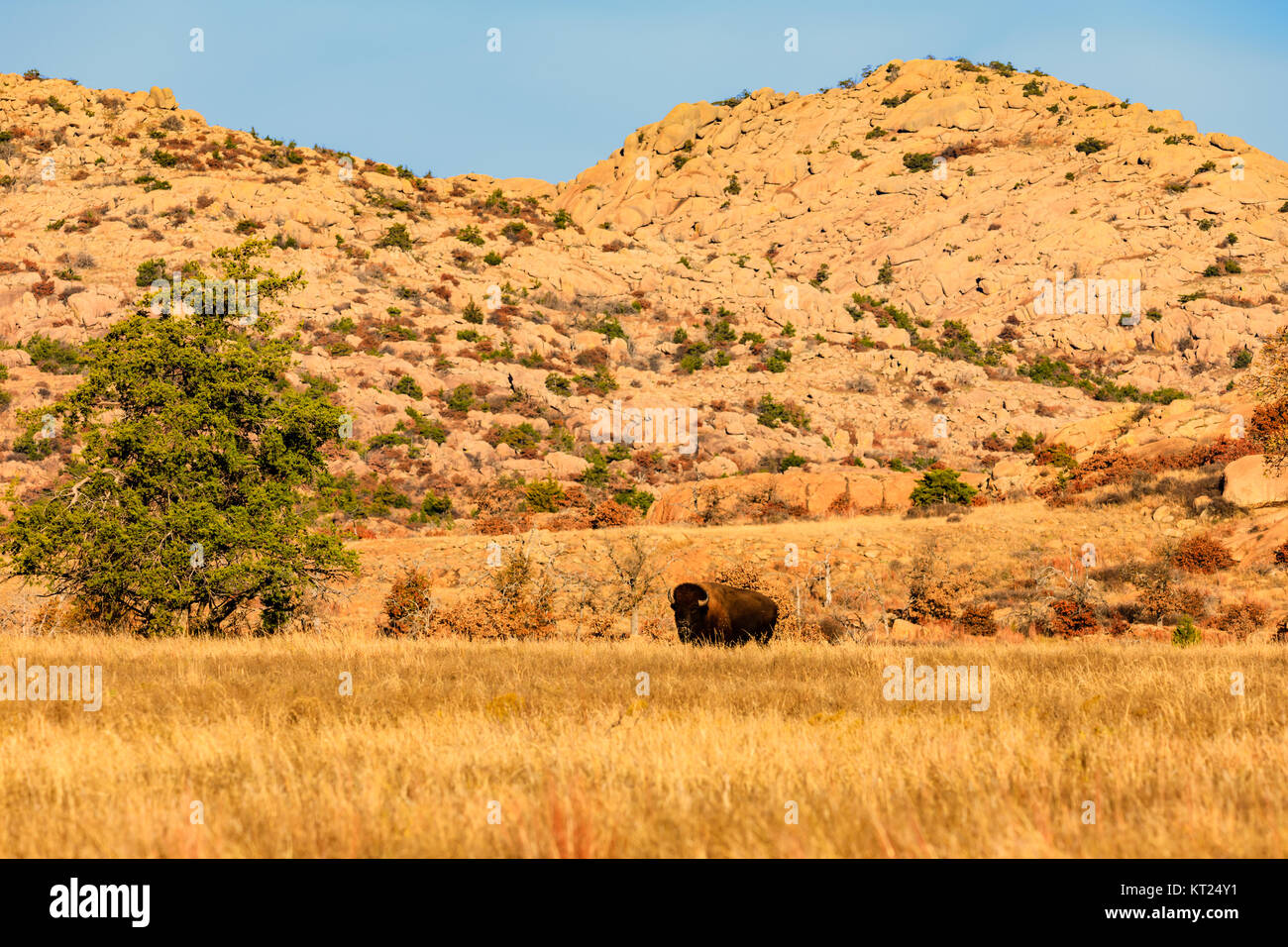 Bison roam wild withing the Wichita Mountains National Wildlife Refuge ...