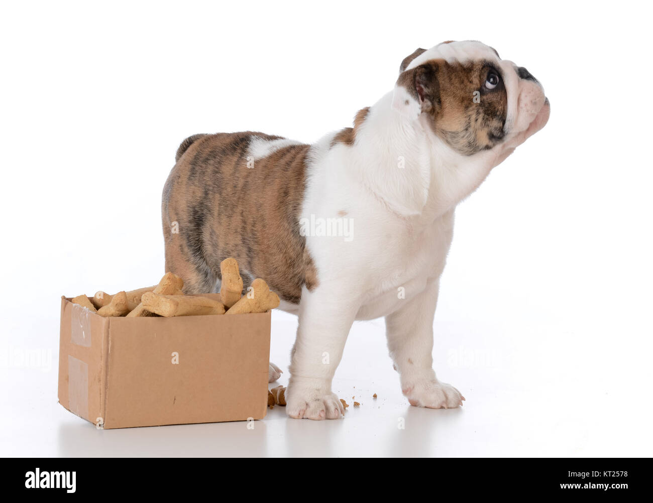 bulldog puppy with a cardboard box full of bones Stock Photo - Alamy