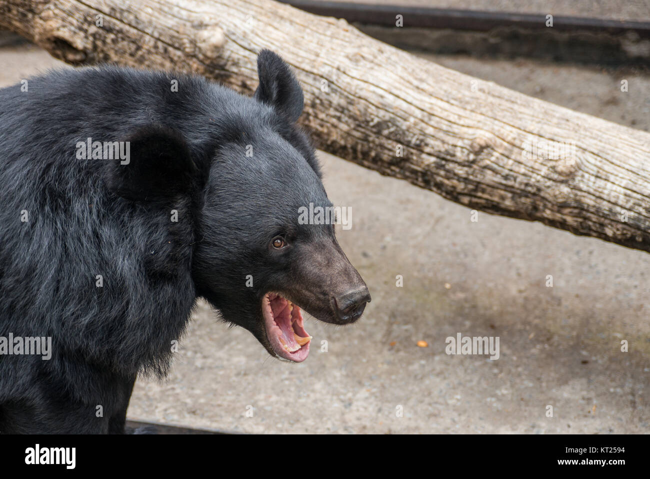 Chinese black bear Stock Photo - Alamy