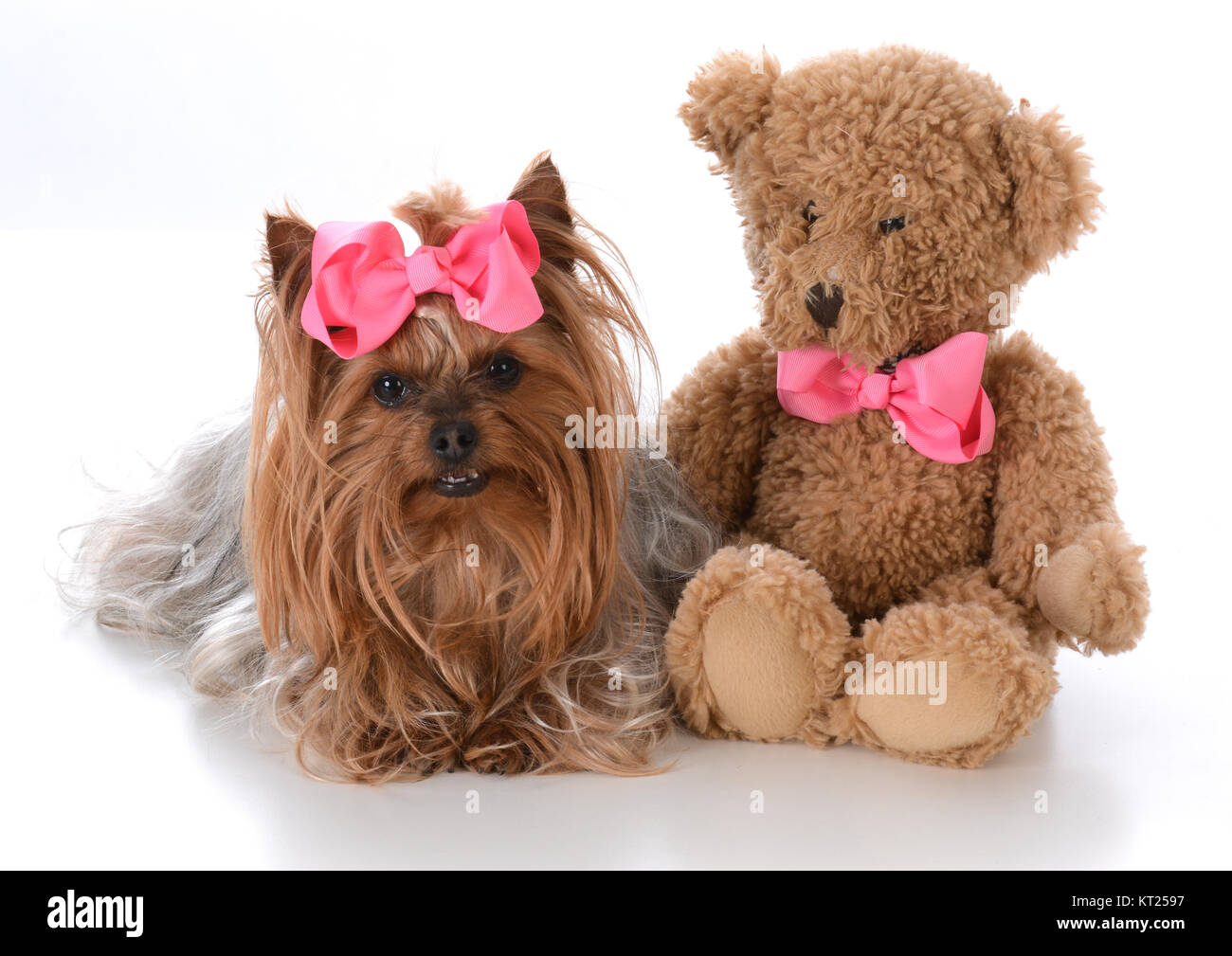 adorable yorkshire terrier puppy with a stuffed teddy bear on white ...