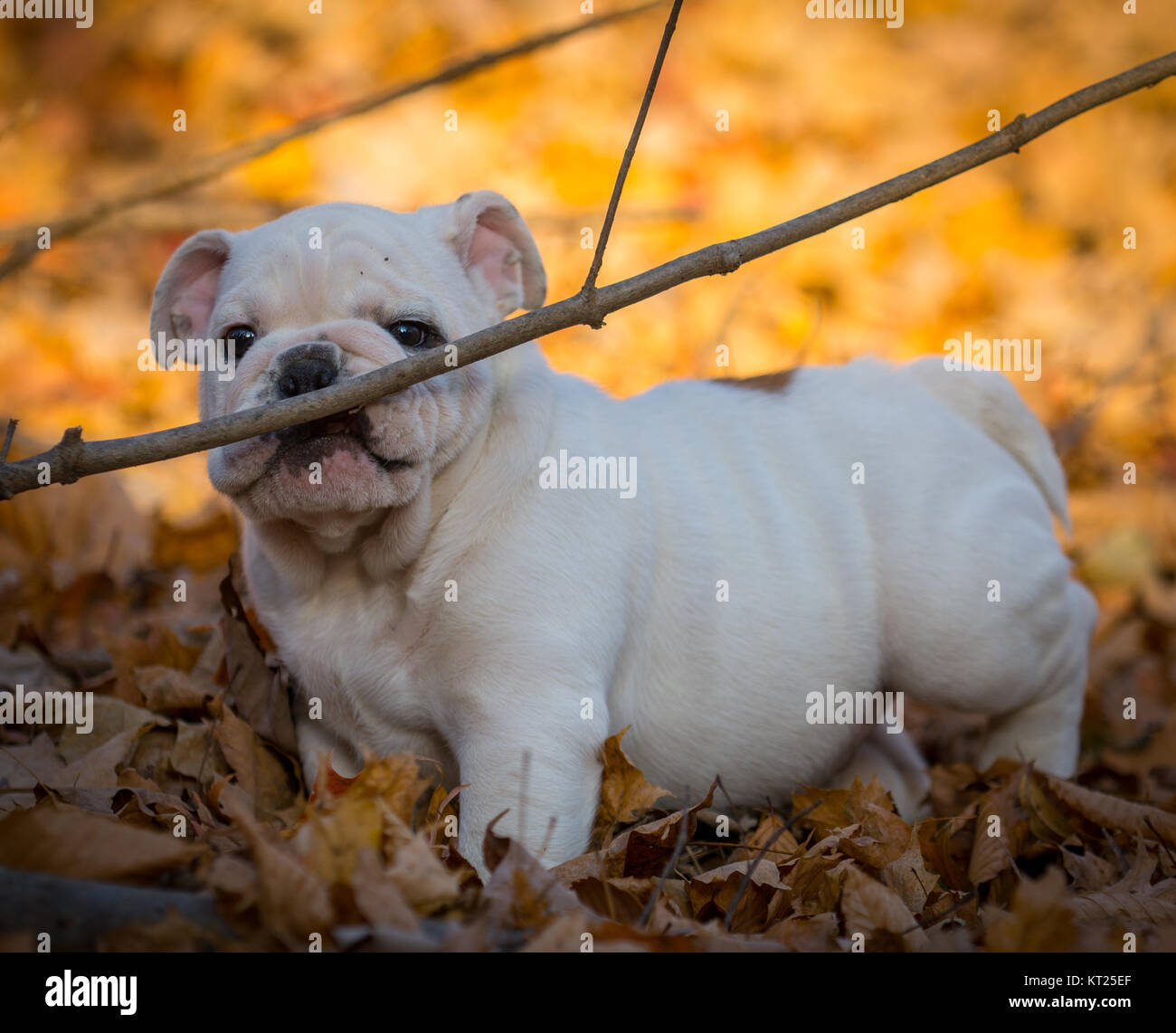 bulldog puppy playing outside in the autumn leaves Stock Photo - Alamy