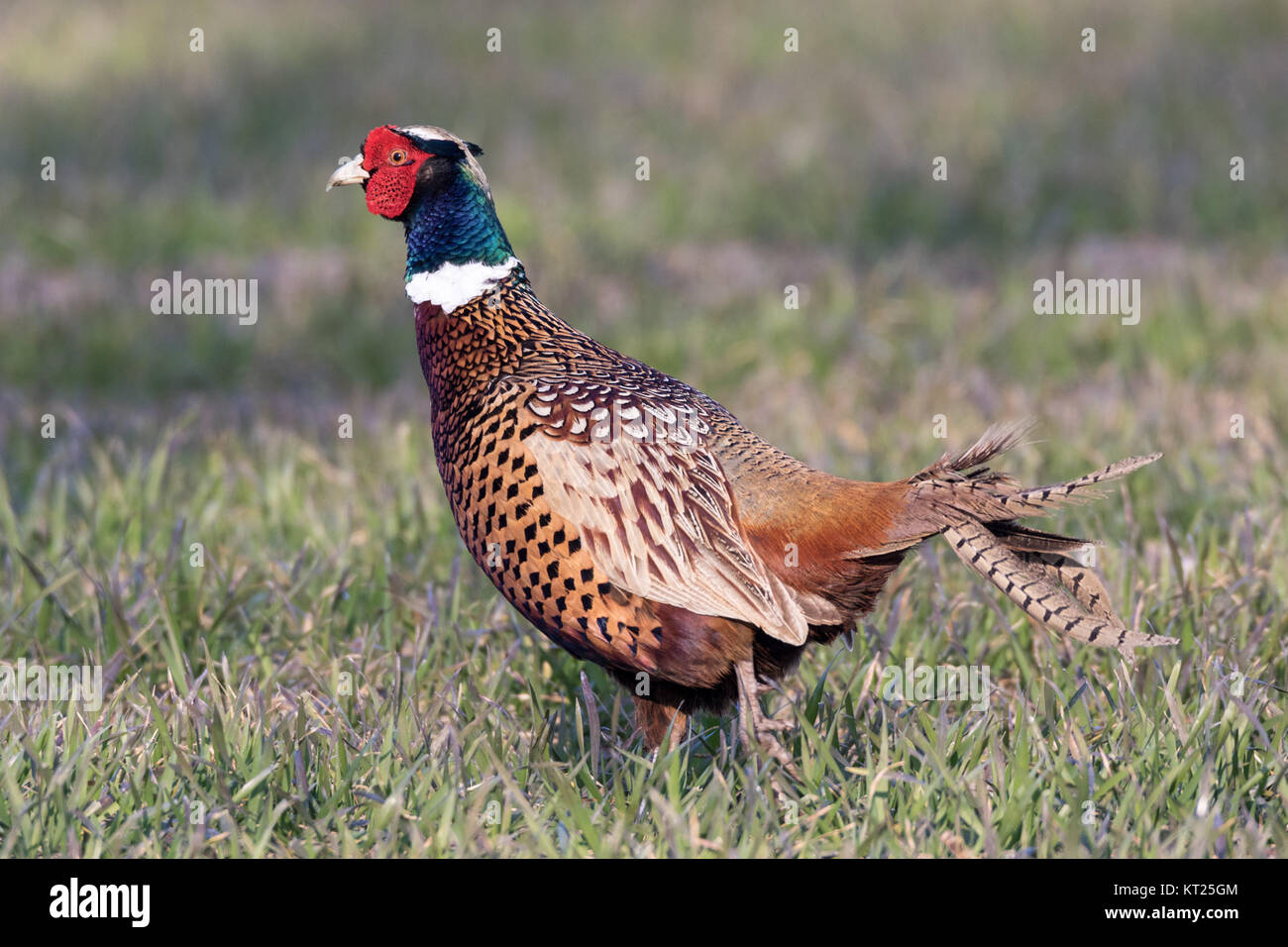 Pheasant in a field Stock Photo - Alamy