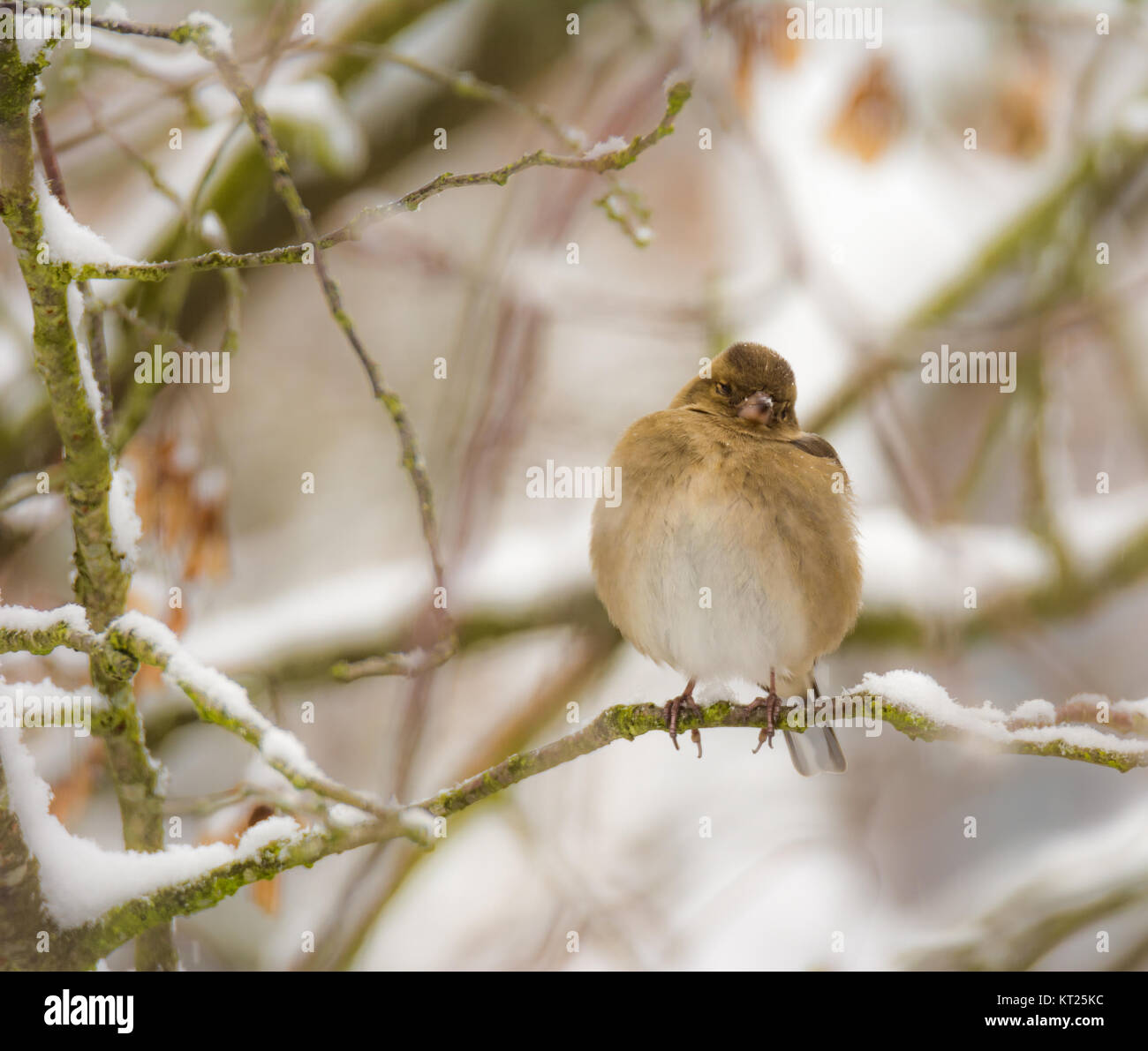 Finch bird sitting on a snow covered tree Stock Photo - Alamy