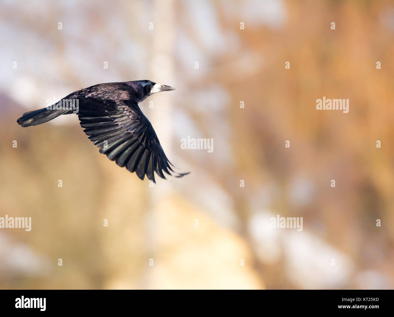 Black crow flies hi-res stock photography and images - Alamy