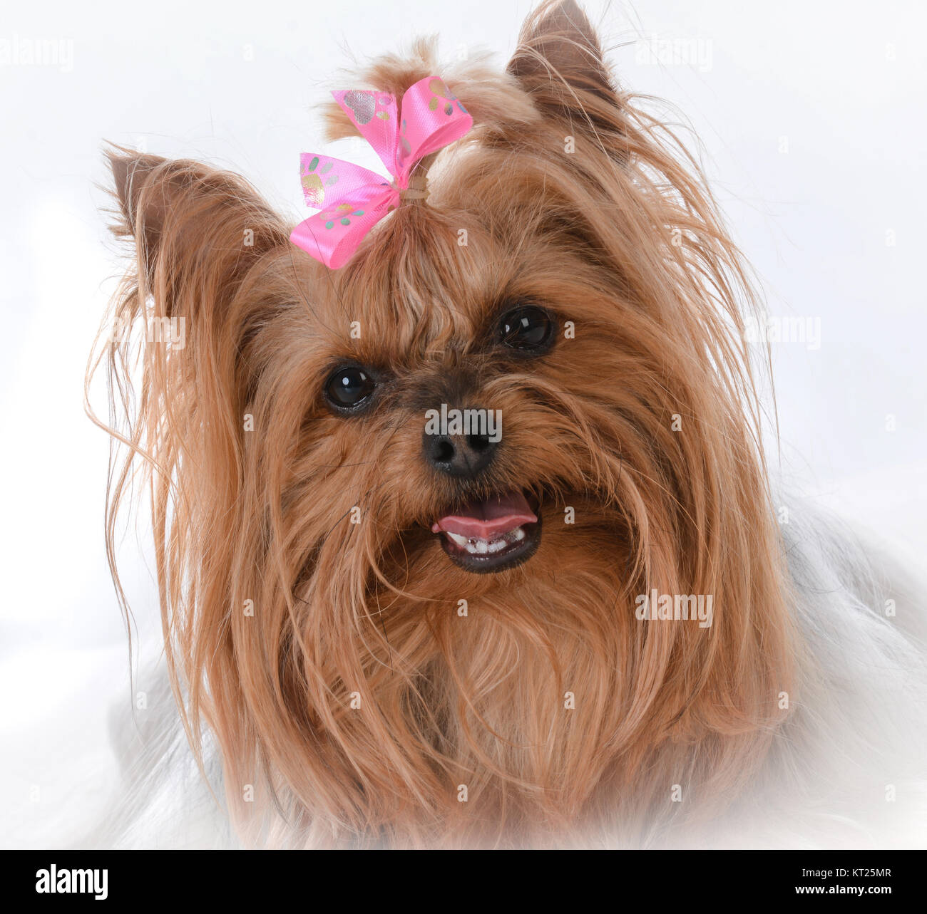 female yorkshire terrier on white background Stock Photo - Alamy